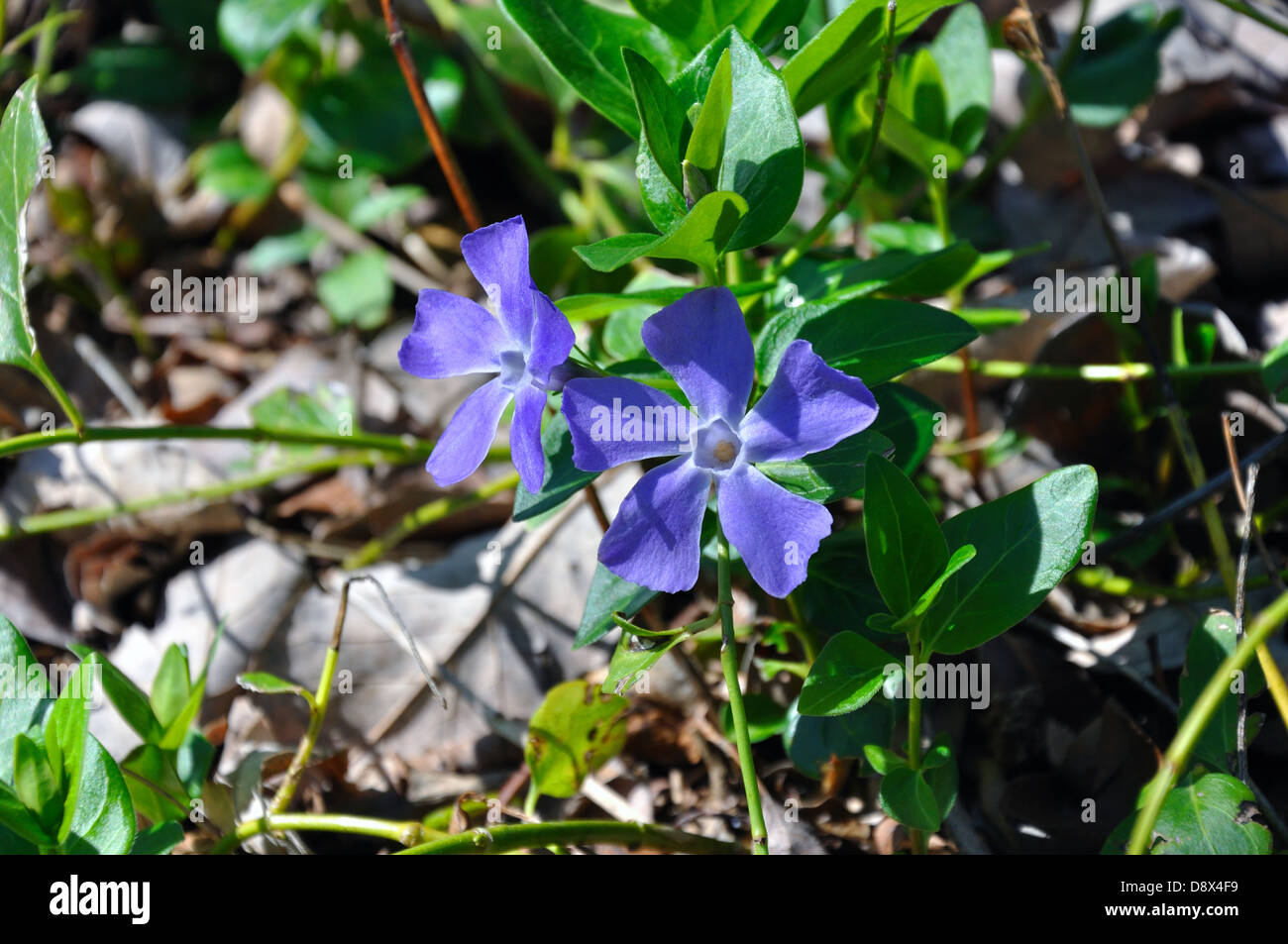 Purple periwinkles hi-res stock photography and images - Alamy