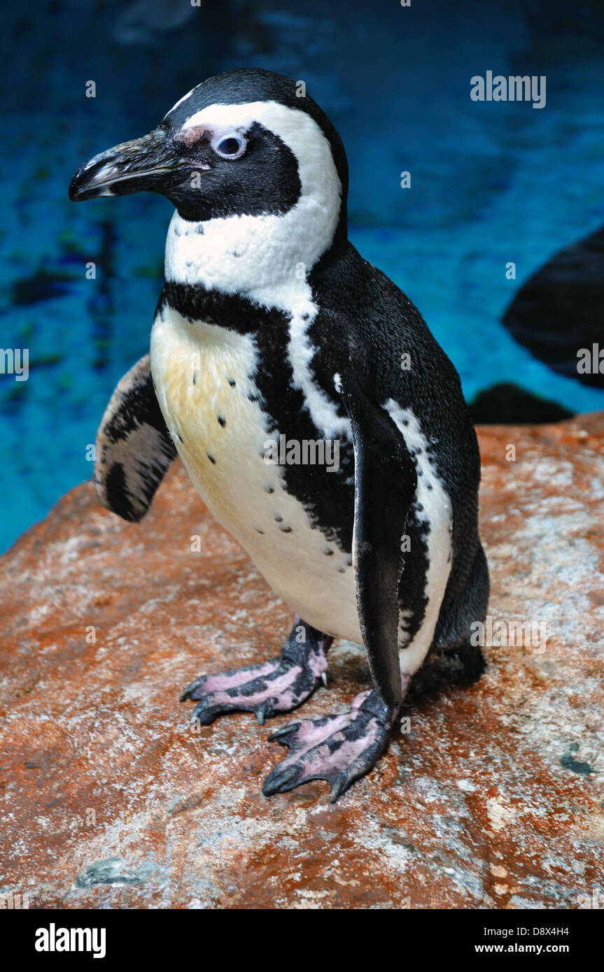 Species penguins hi-res stock photography and images - Alamy