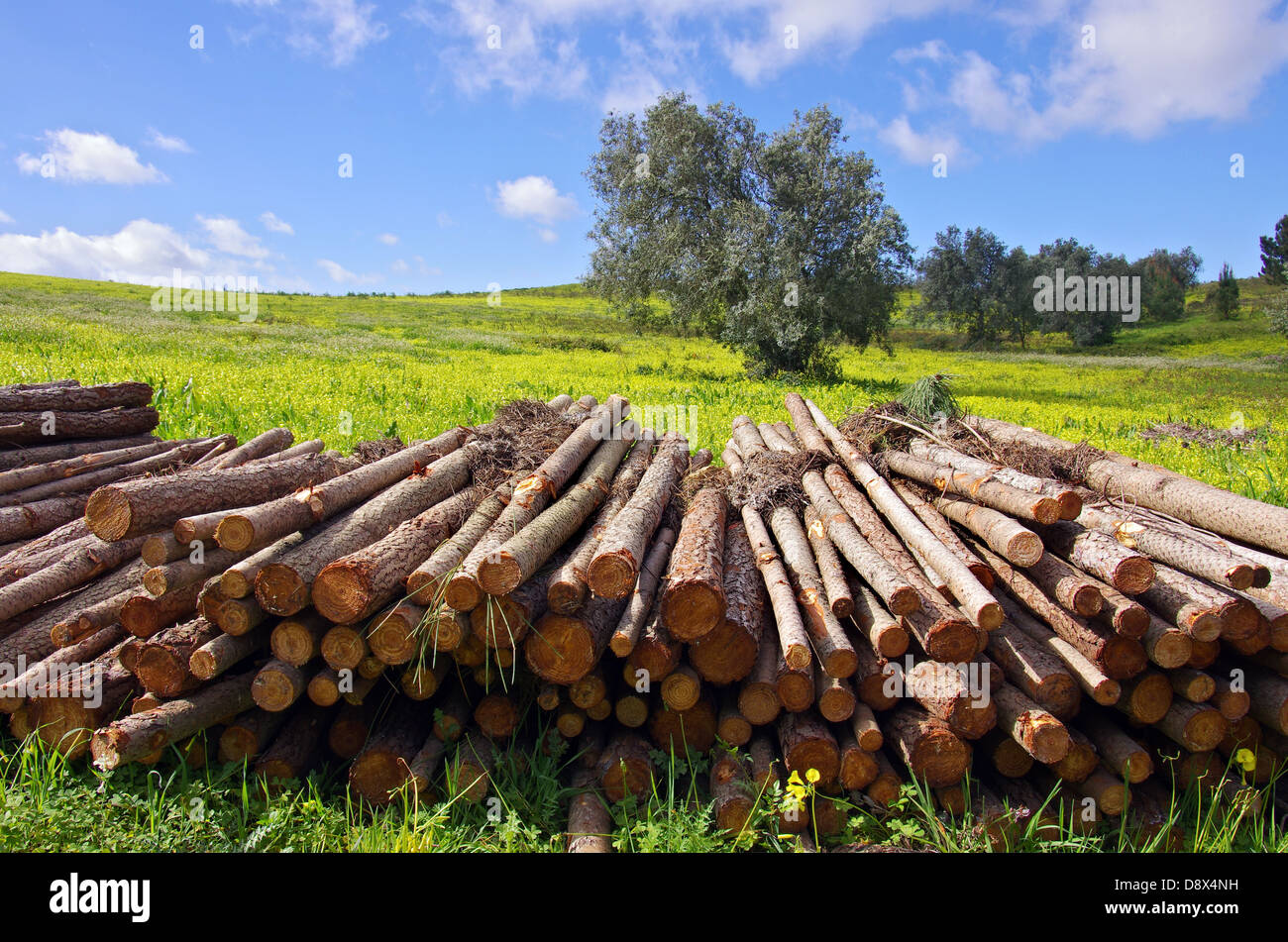 Rural landscape with a pile of chopped tree trunks Stock Photo - Alamy