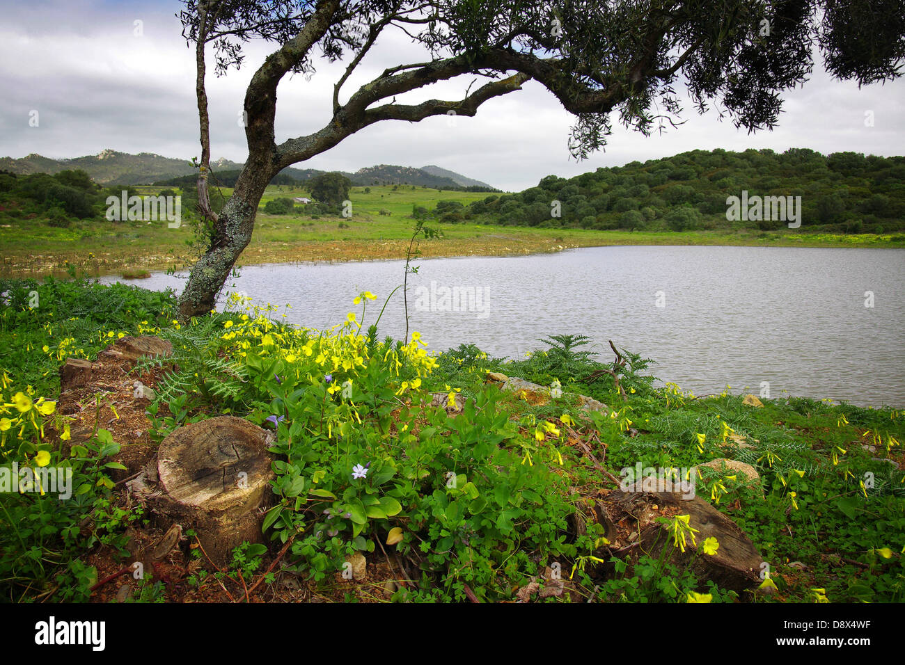 Tree and lake landscape hi-res stock photography and images - Alamy