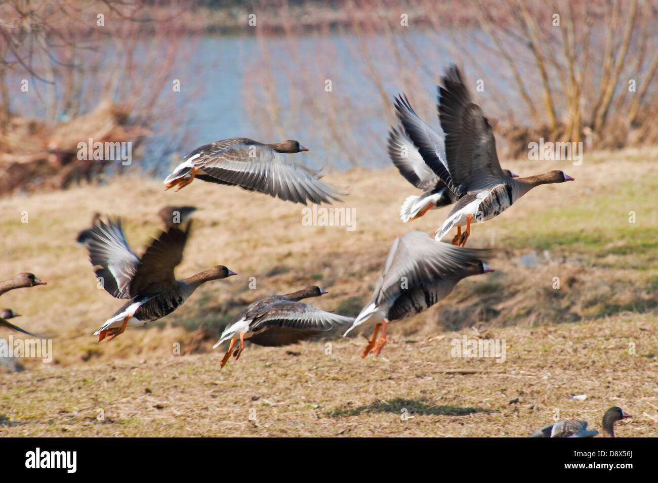 Group of geese taking off from a river bank for a flight Stock Photo ...