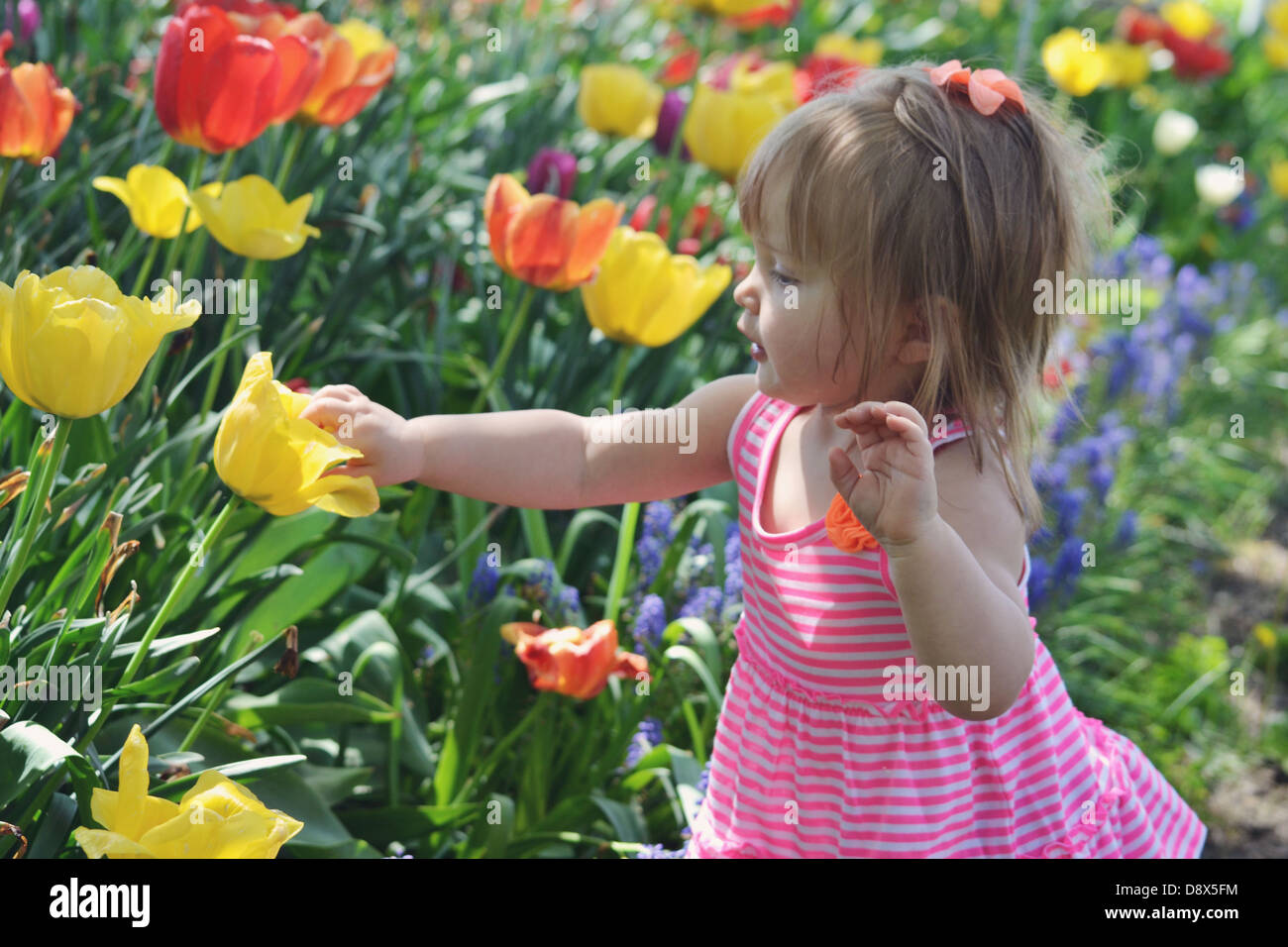Baby Smelling Flowers Baby Smelling Flower Hi Res Stock Photography