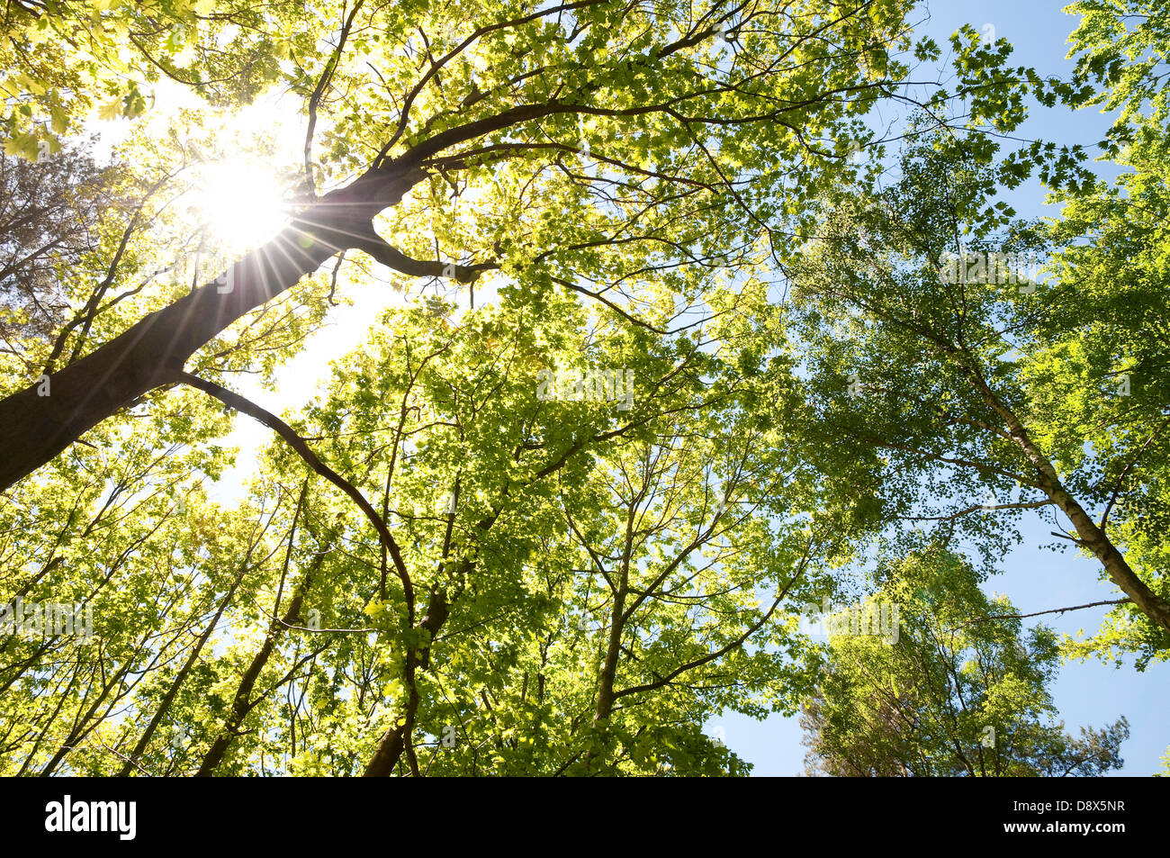 Summer Trees Background