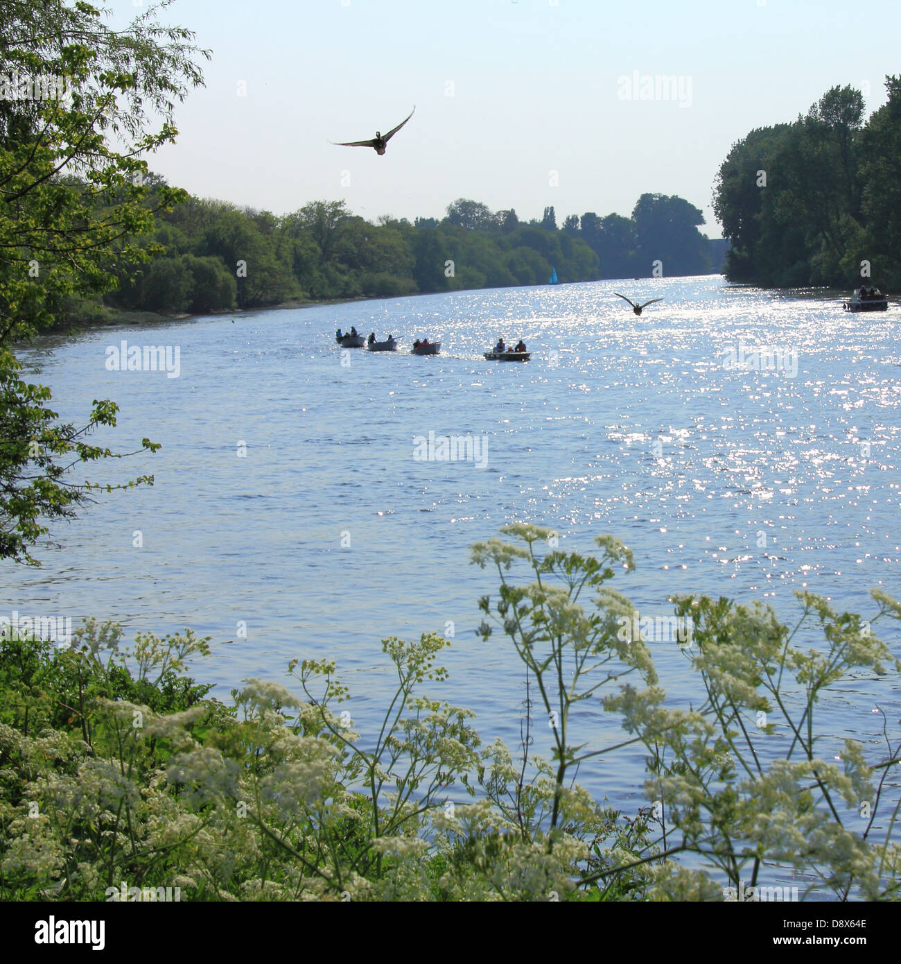 Summer on the River Thames at Richmond, Surrey Stock Photo - Alamy