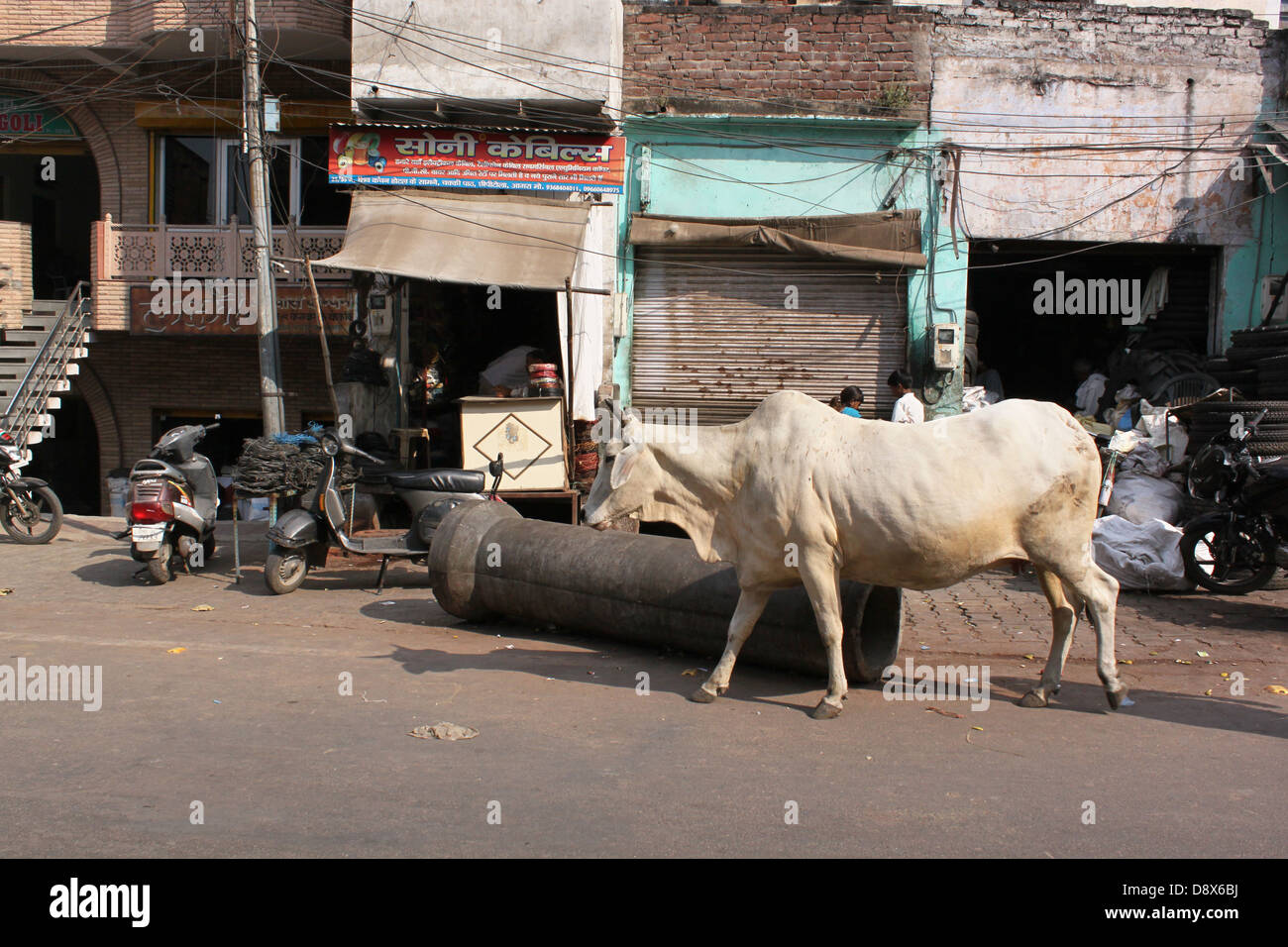 Stray Cow at the streets of Agra india Stock Photo - Alamy