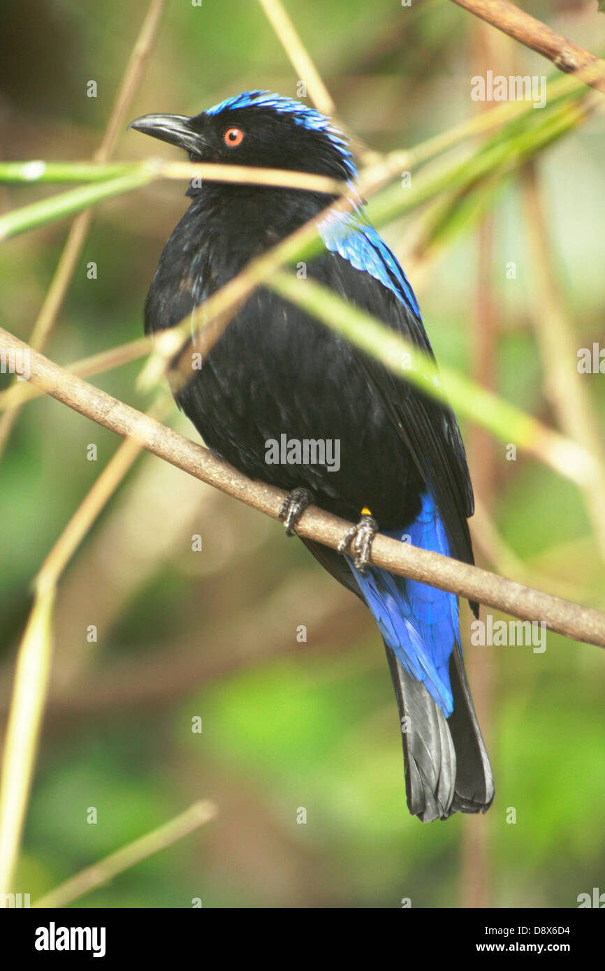 Palawan fairy bluebird hi-res stock photography and images - Alamy