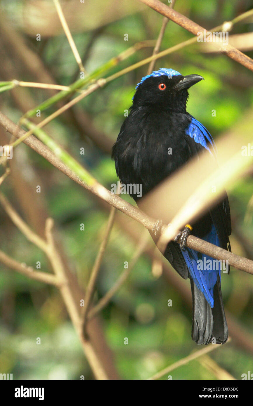 Palawan fairy bluebird hi-res stock photography and images - Alamy