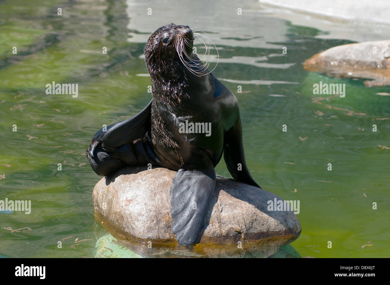 Northern fur seal, or sea cat (Latin: Callorhinus ursinus) - pinniped ...
