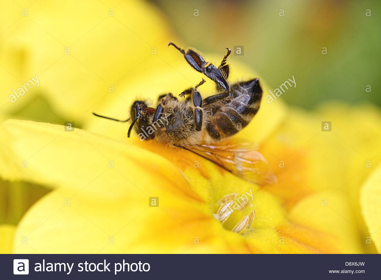 Bee Diseases Stock Photos & Bee Diseases Stock Images - Alamy