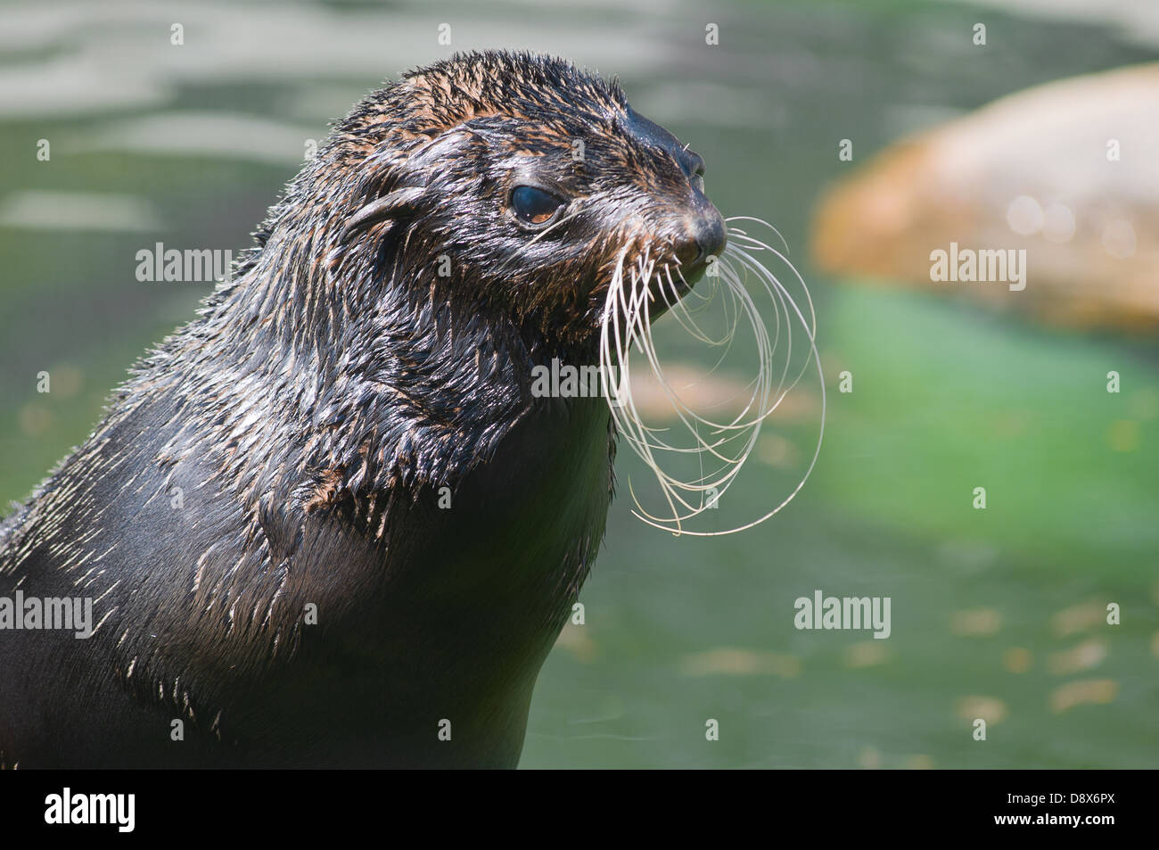 Northern fur seal, or sea cat (Latin: Callorhinus ursinus) - pinniped ...