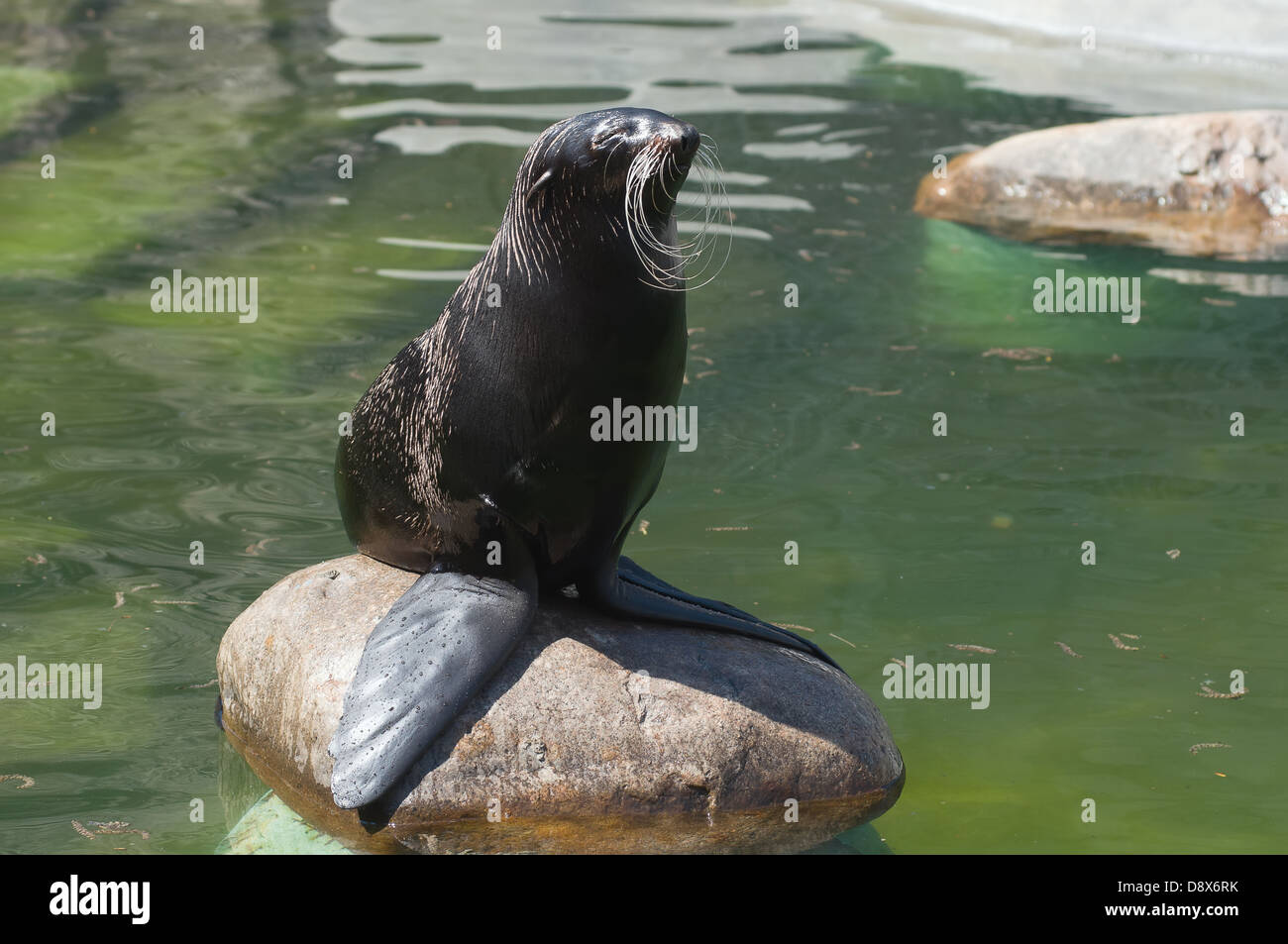 Northern fur seal, or sea cat (Latin: Callorhinus ursinus) - pinniped ...