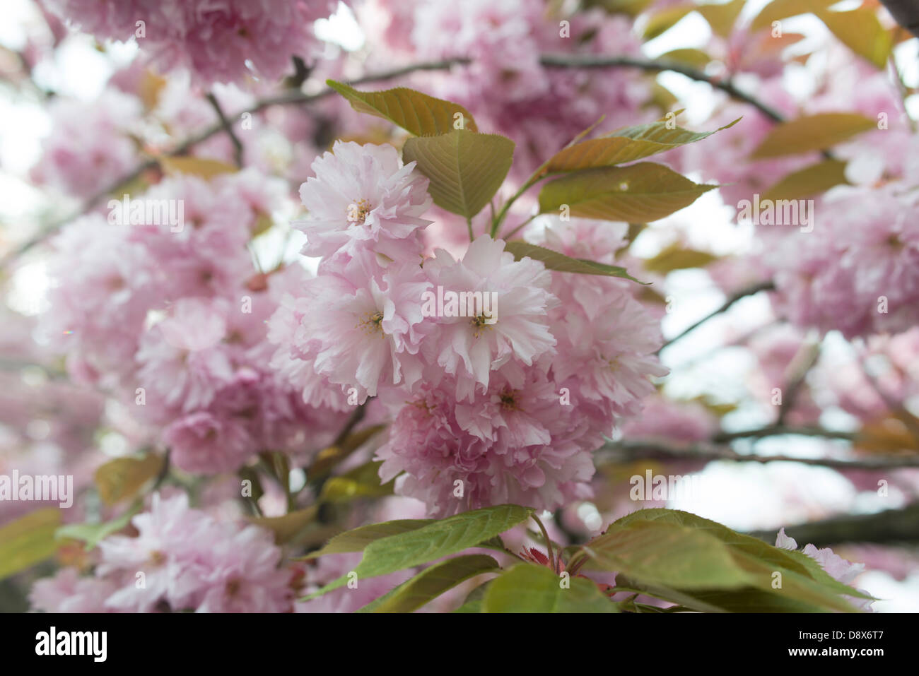 Cherry blossom in may Stock Photo - Alamy