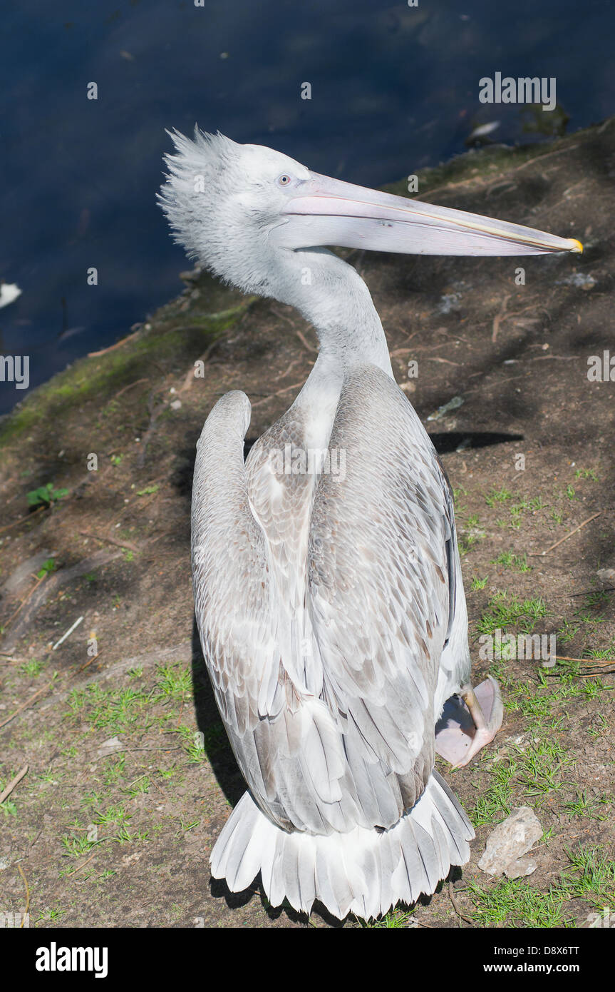 Pelican. The largest of waterfowl. Common in the tropics all the ...