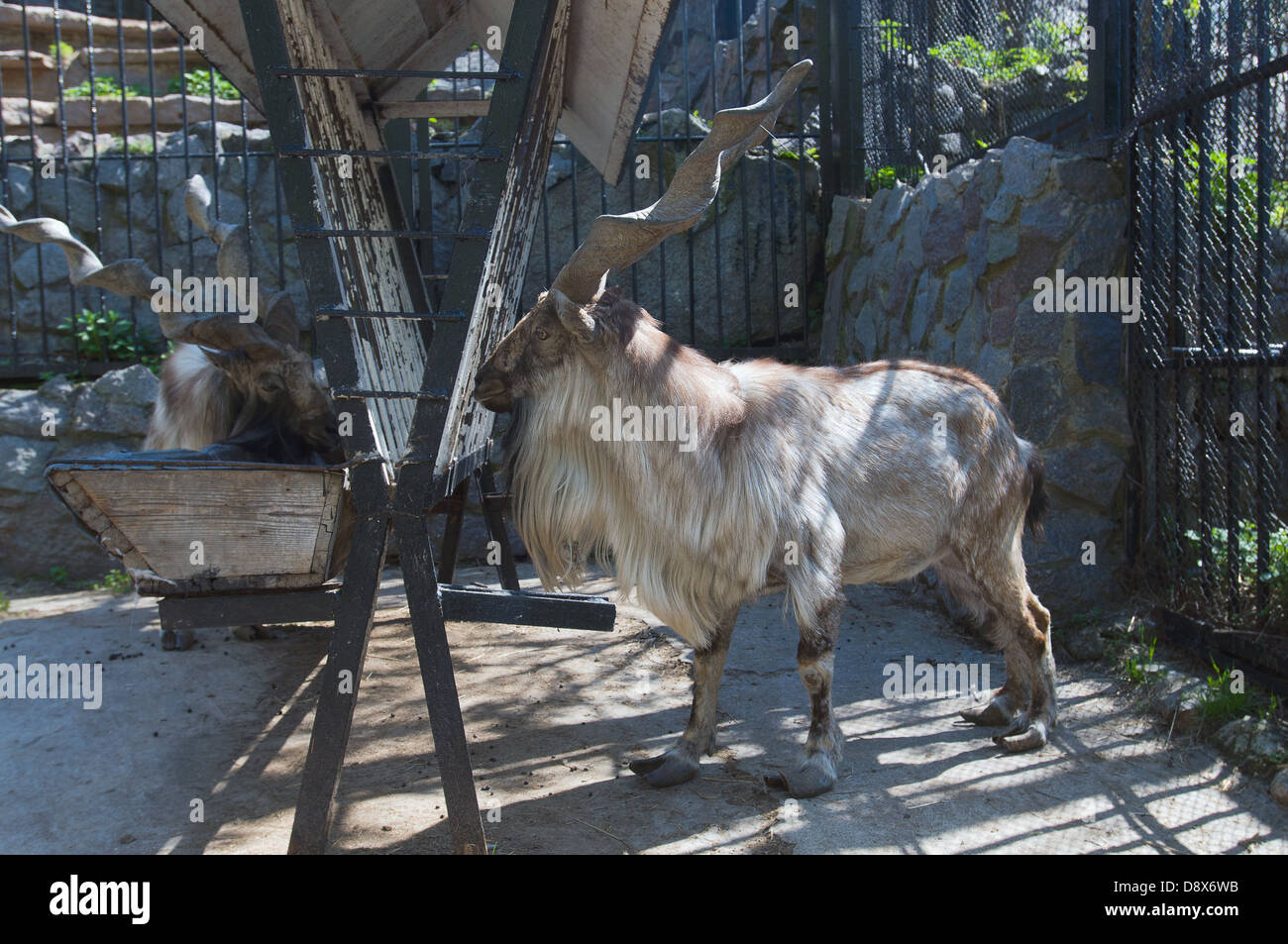 Zoo markhor hi-res stock photography and images - Alamy