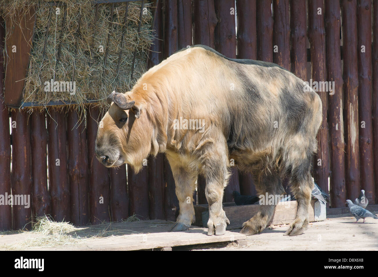 Hoofed mamma hi-res stock photography and images - Alamy