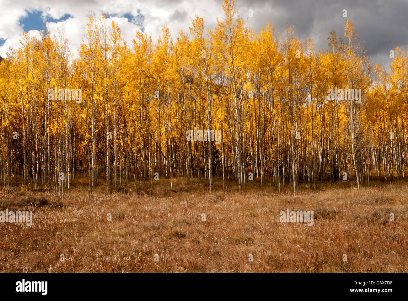 Aspen tree fall foliage colorado hi-res stock photography and images ...