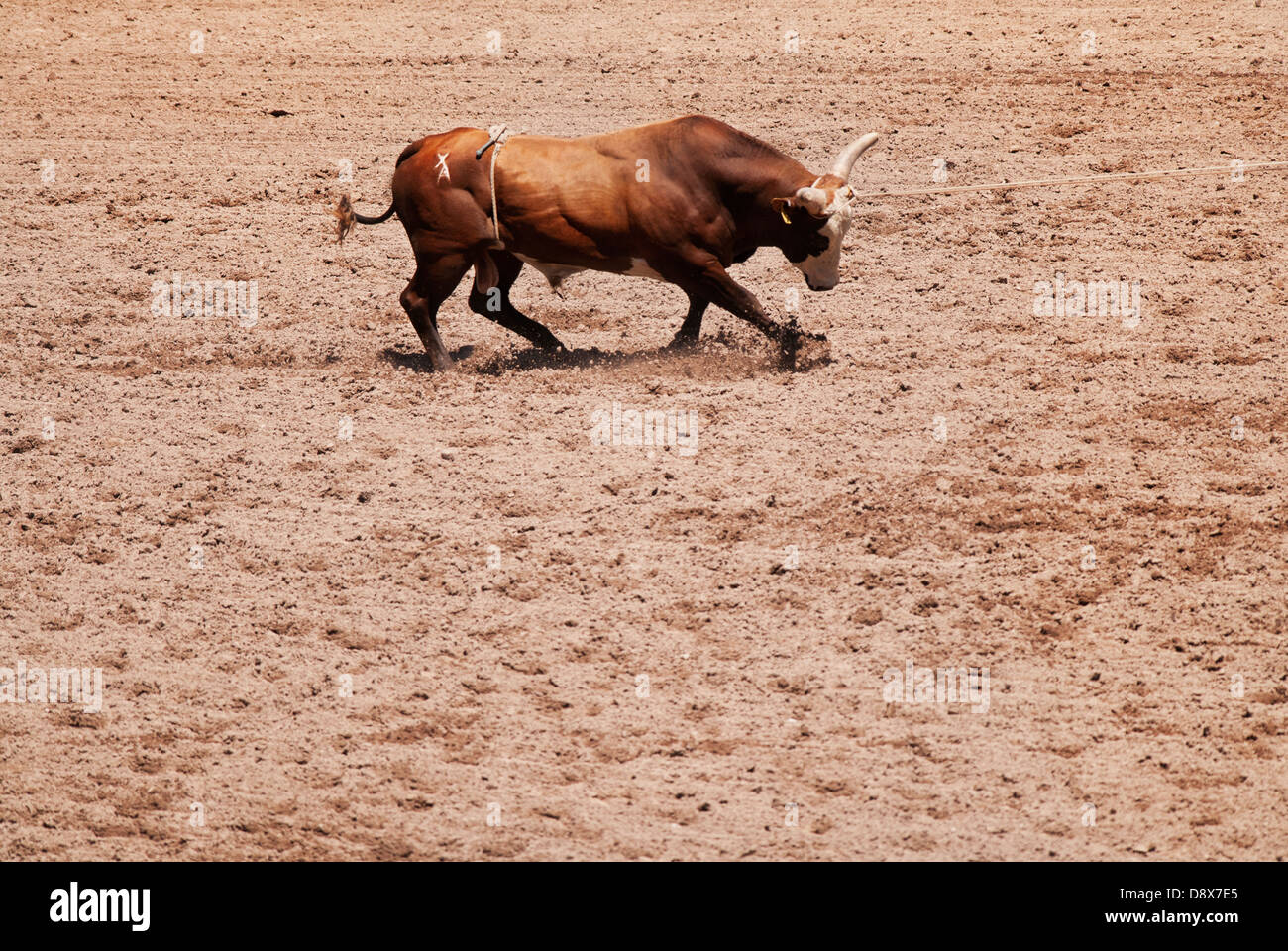 Angry cow hi-res stock photography and images - Alamy