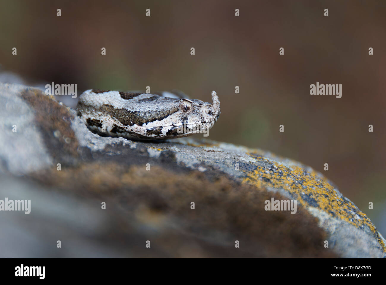 Horned viper head close up Stock Photo - Alamy