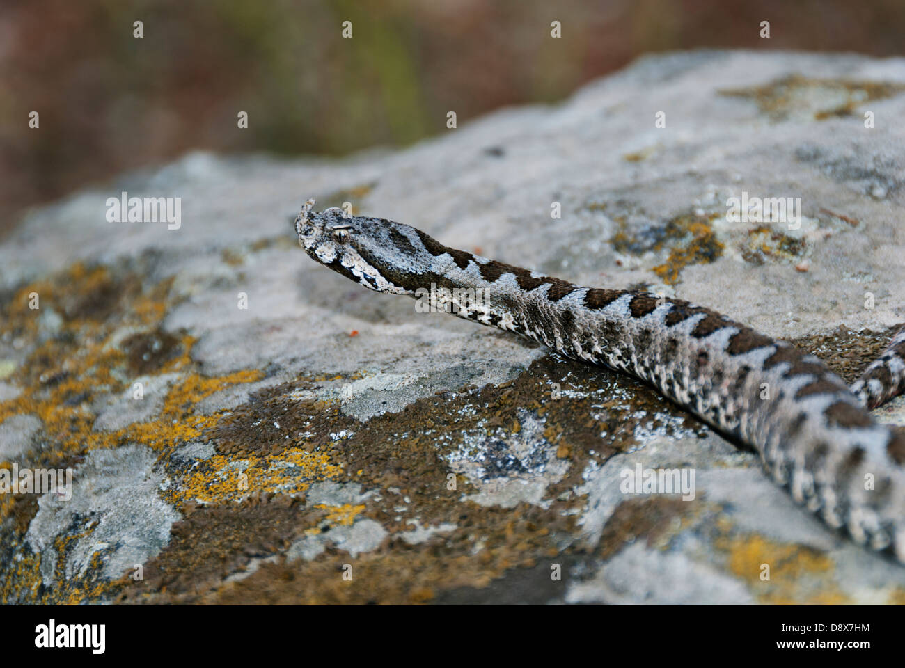 A horned viper snake on a rock Stock Photo - Alamy
