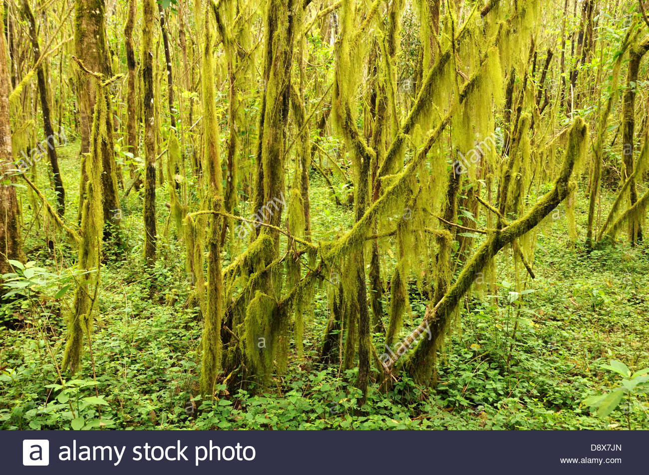 Scalesia Tree Stock Photos & Scalesia Tree Stock Images - Alamy