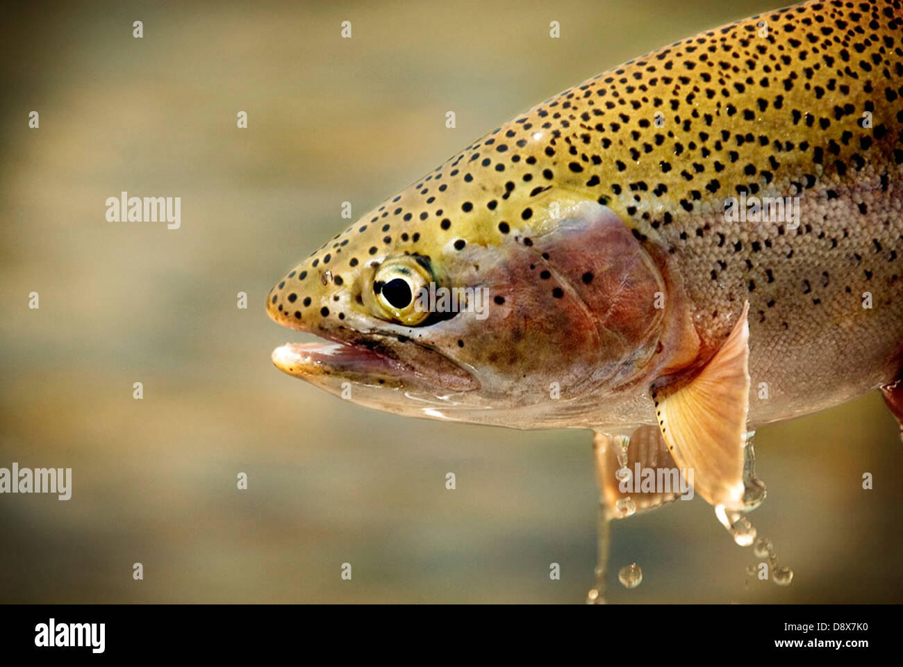 Fish gills hi-res stock photography and images - Alamy