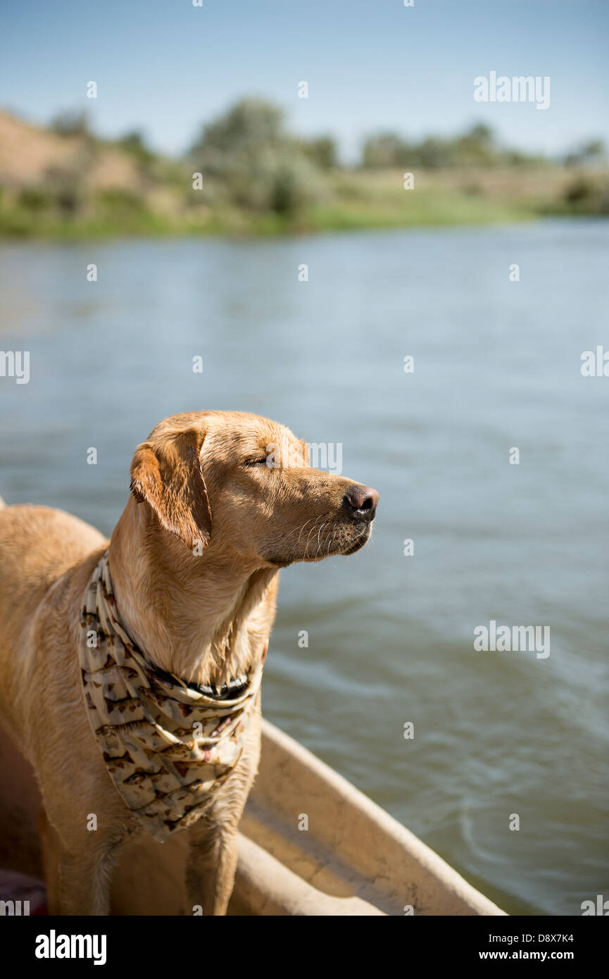 Golden retriever on a boat hi-res stock photography and images - Alamy