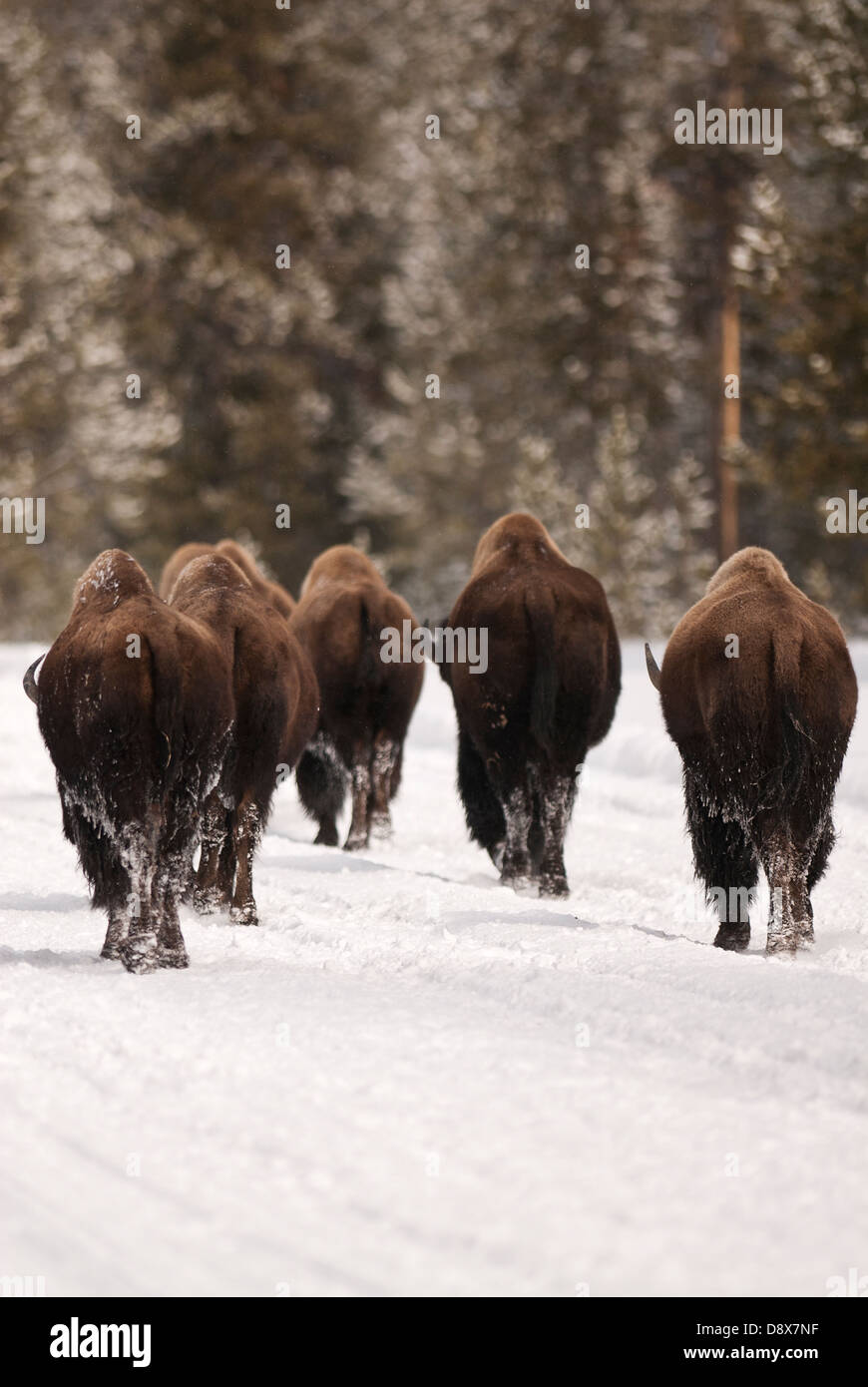 American buffalo fur High Resolution Stock Photography and Images - Alamy