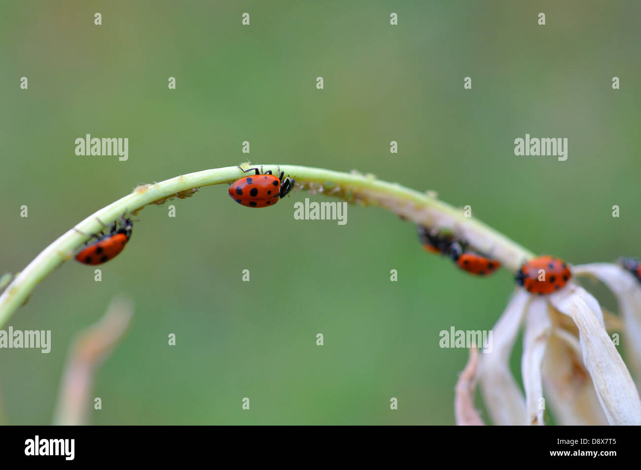 Ladybugs eating aphids on plant Stock Photo - Alamy