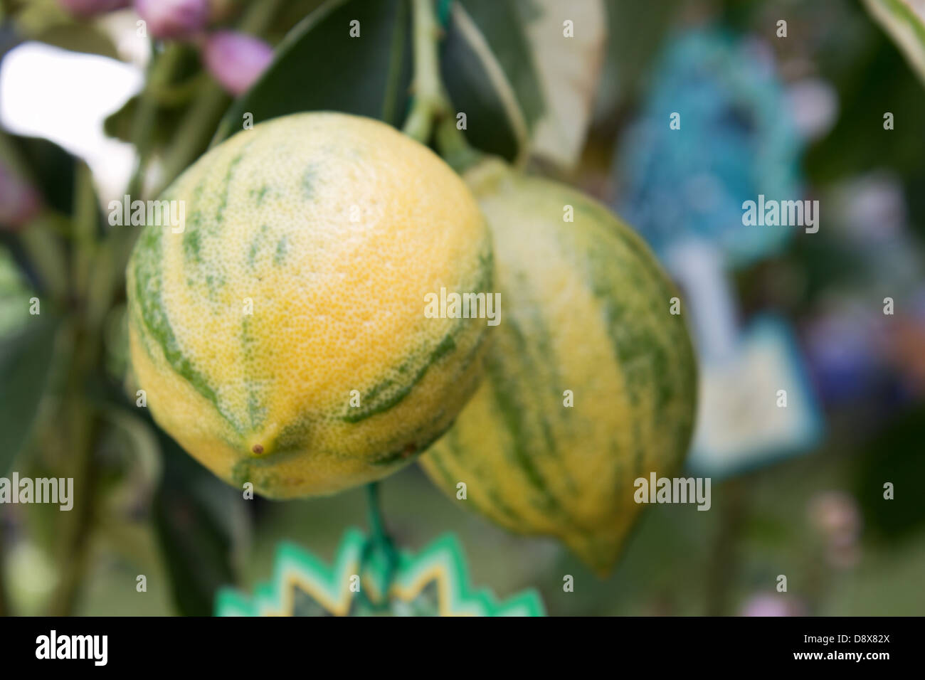 Lemont hi-res stock photography and images - Alamy