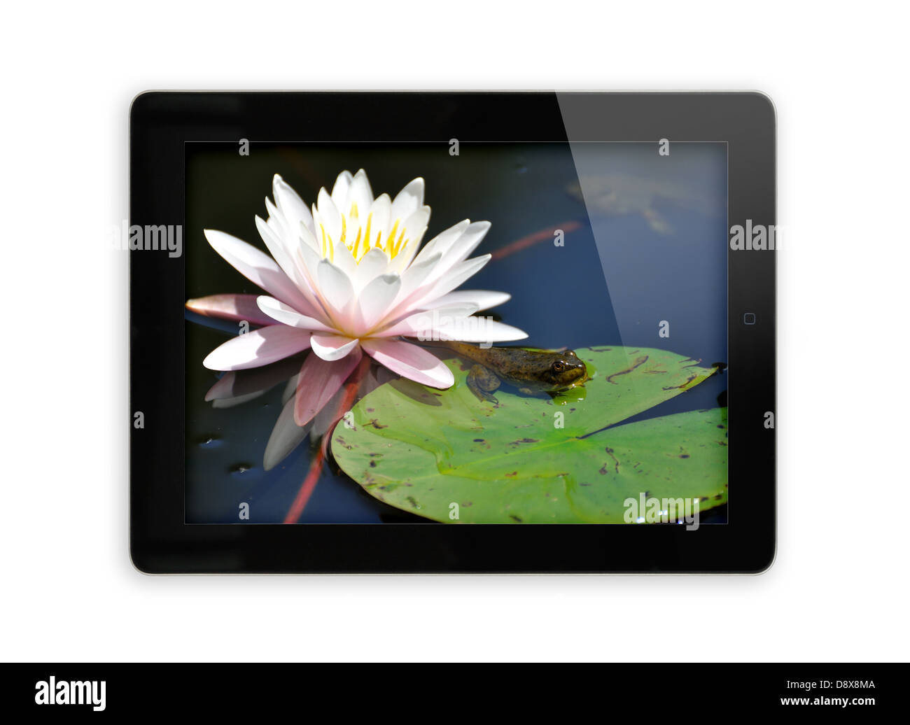 Water lily flower frog Cut Out Stock Images & Pictures - Alamy