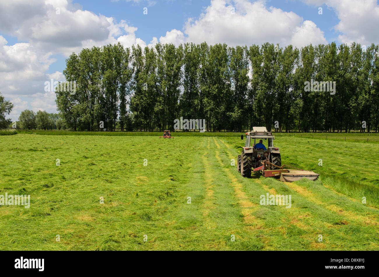 Haymaking tractors in Flanders field in spring Stock Photo - Alamy