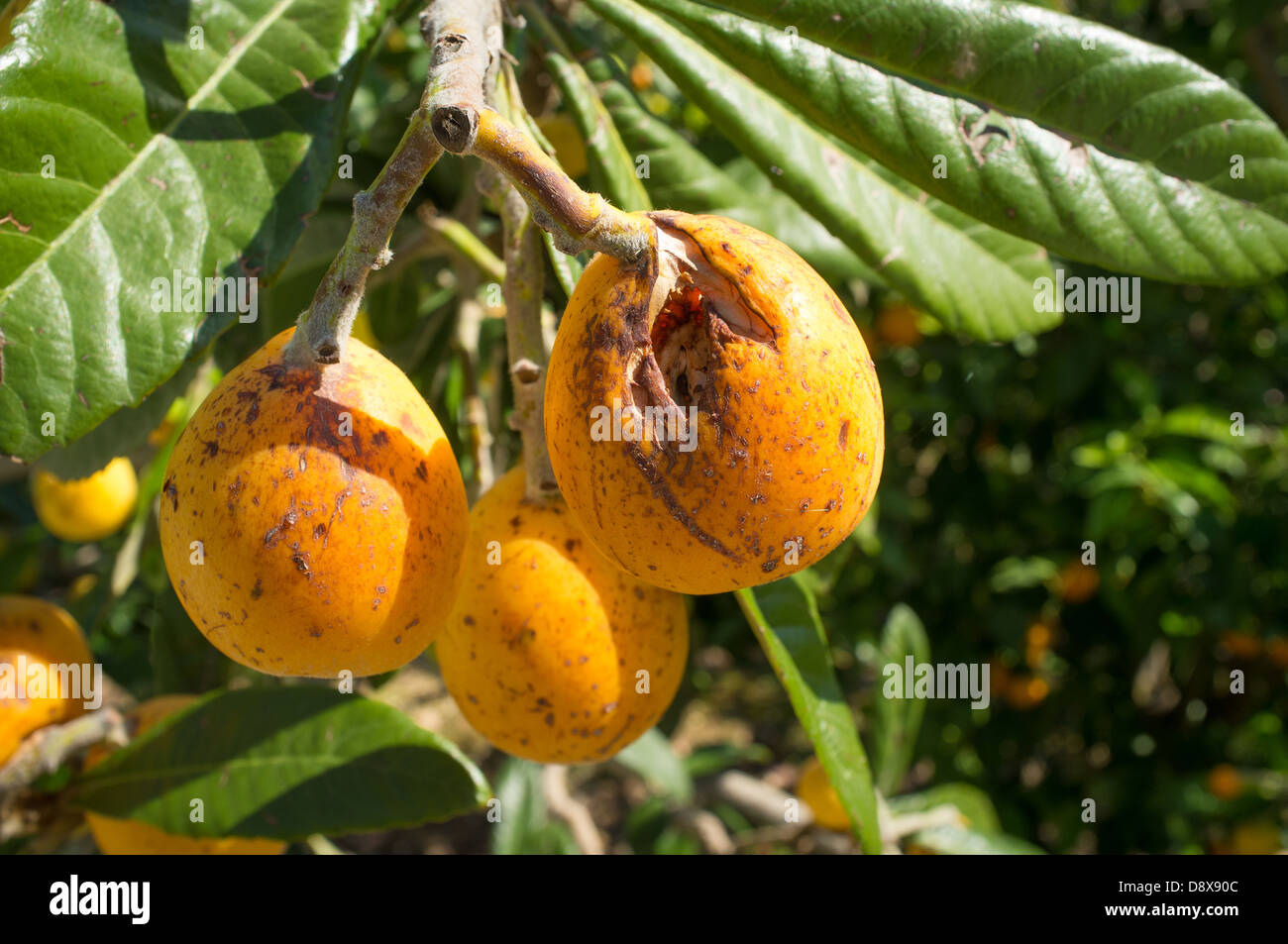 Destroyed fruit hi-res stock photography and images - Alamy