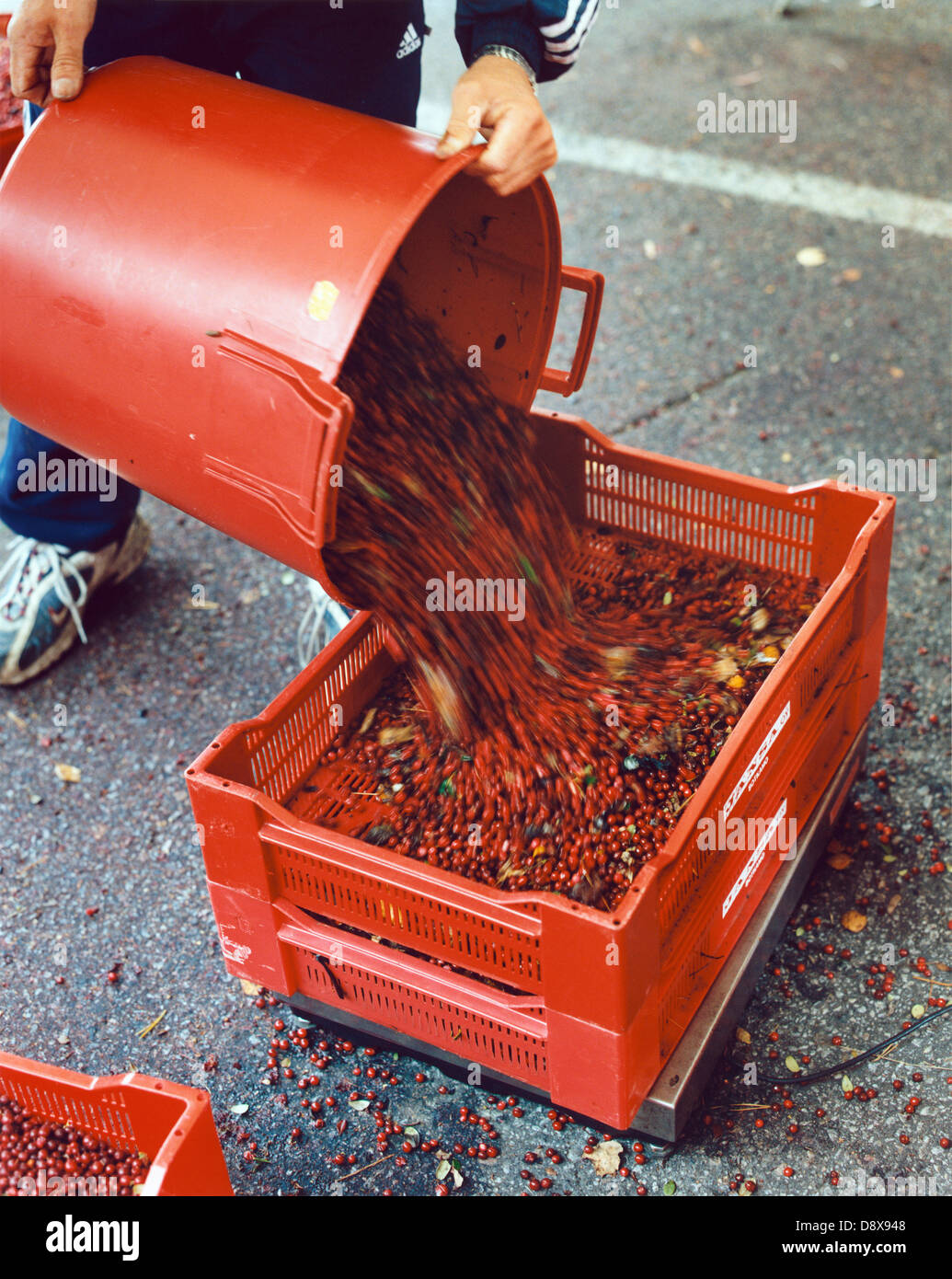 Finland berry picking hi-res stock photography and images - Alamy