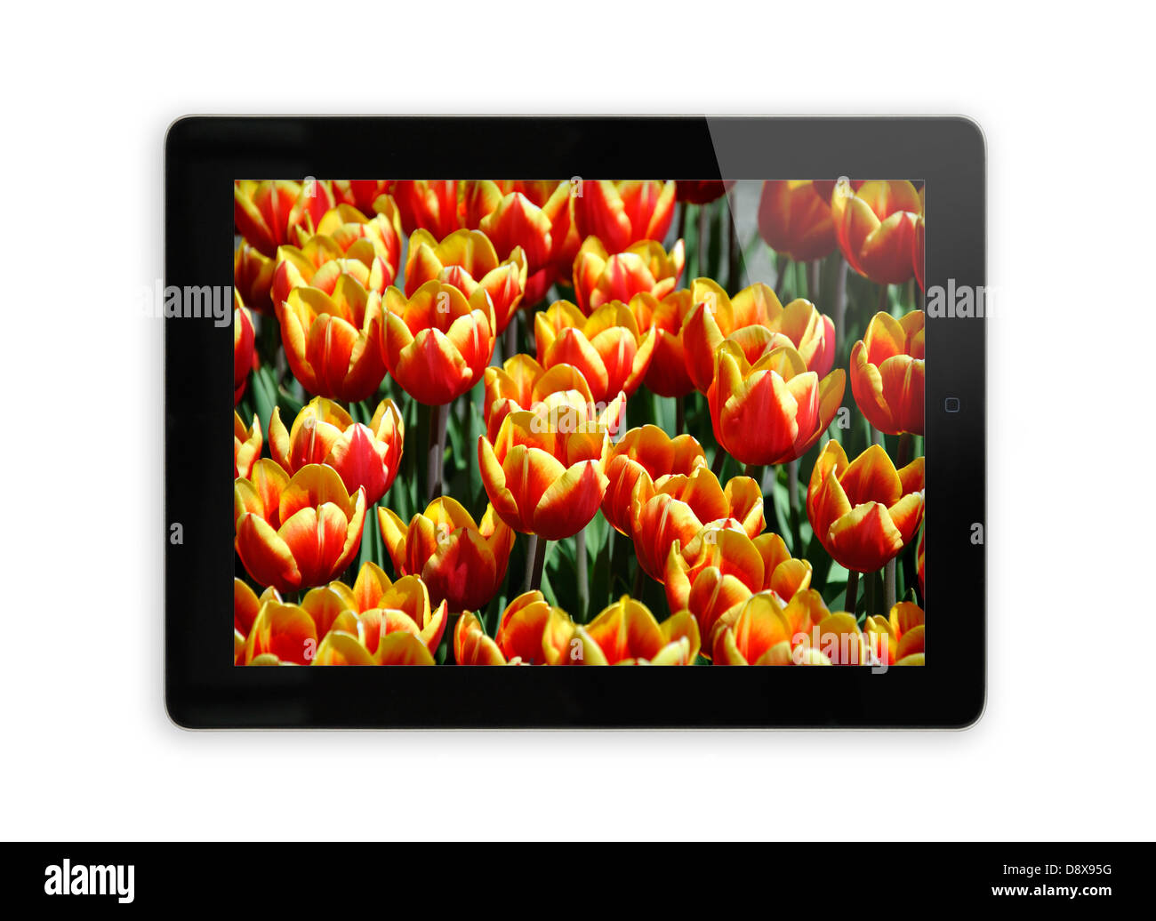 iPad screen showing photo Stock Photo - Alamy