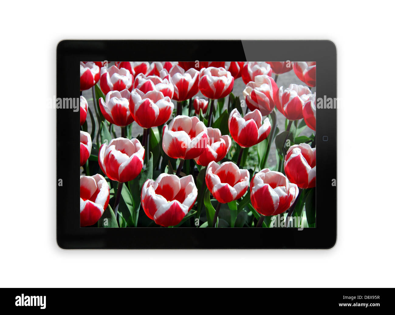 iPad screen showing photo Stock Photo - Alamy