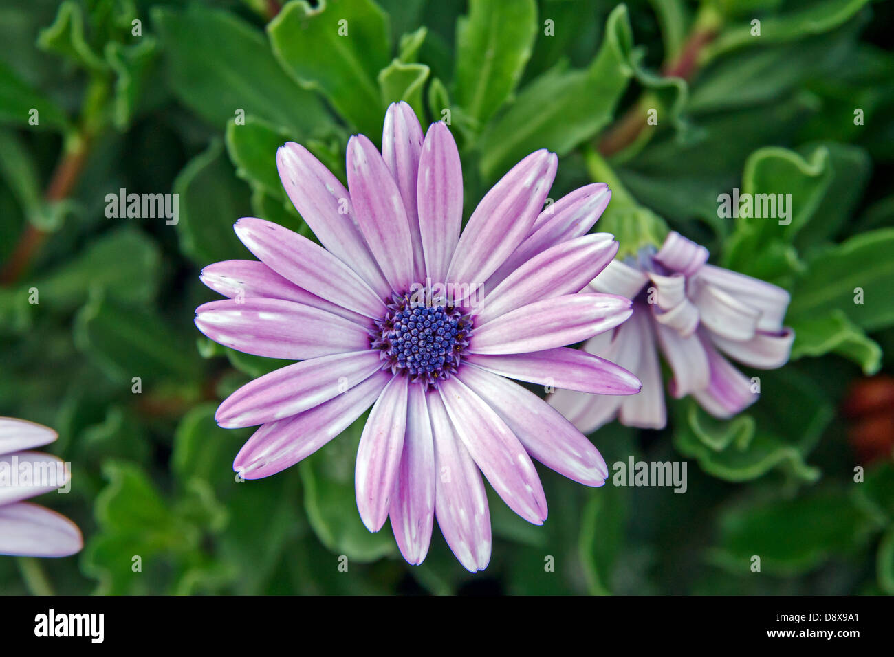 African daisy flower zakynthos island hi-res stock photography and ...