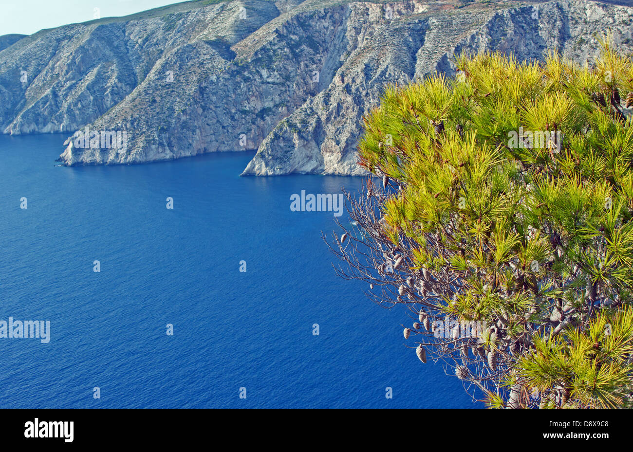 Stone Pine and face of cliff, Zakynthos island, Greece Stock Photo - Alamy