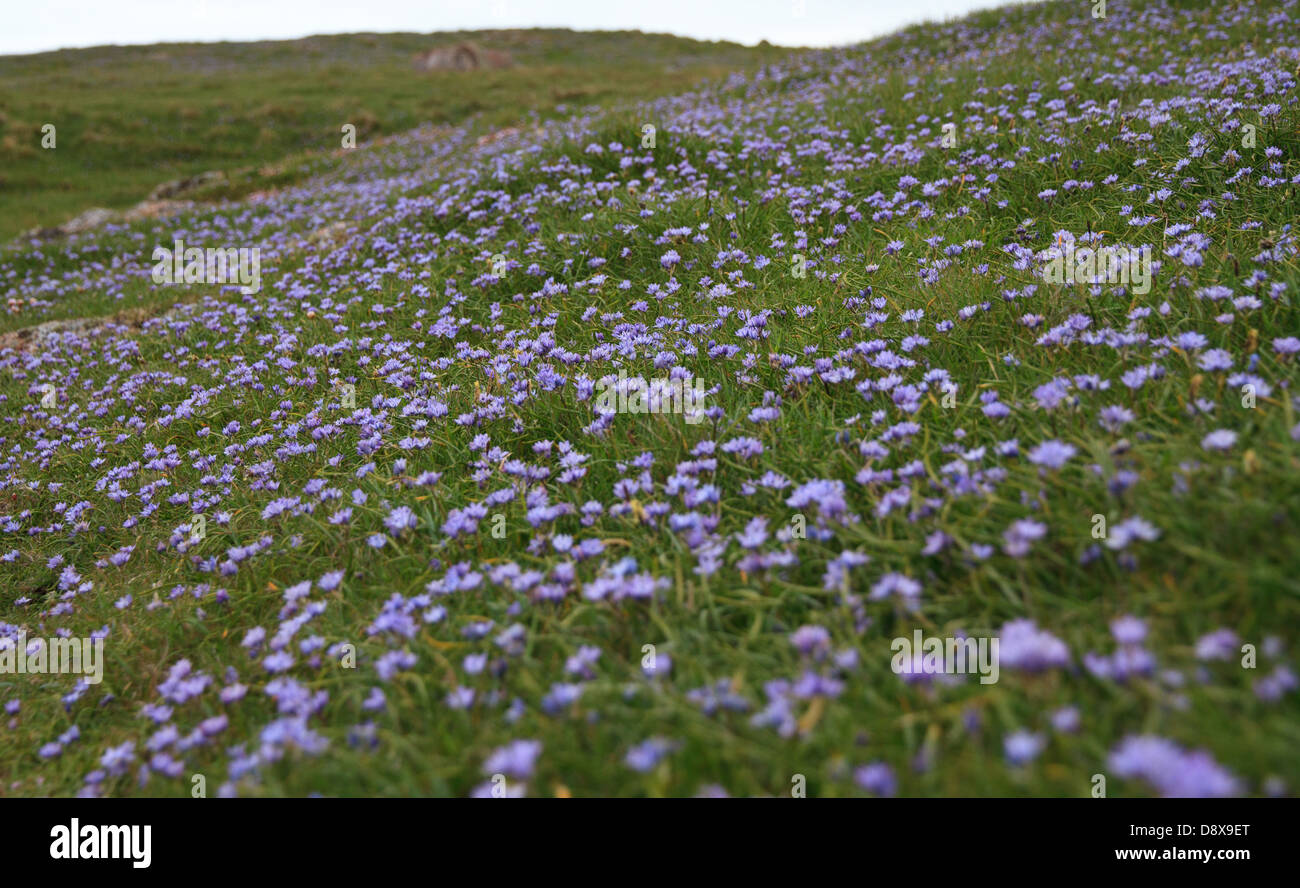 Spring squill scilla verna hi-res stock photography and images - Alamy