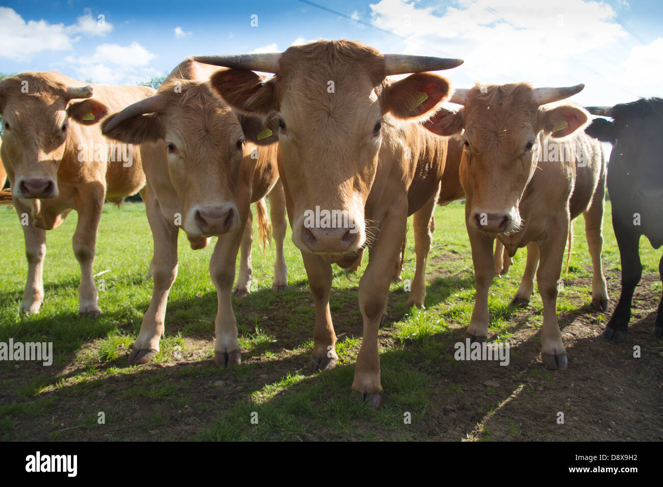 Crossbred beef cattle out at grass Stock Photo - Alamy
