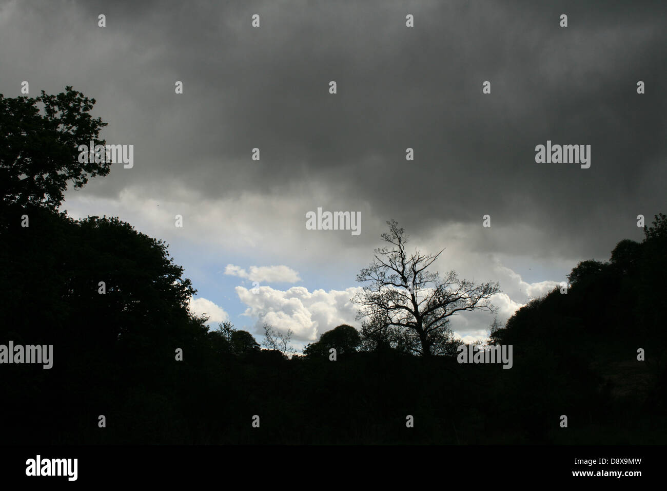 Trees woods stormy sky hi-res stock photography and images - Alamy