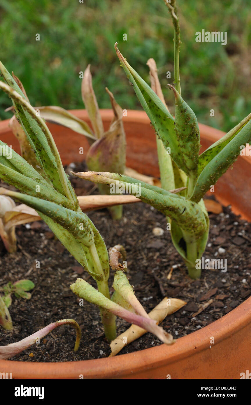 Aphids on plant Stock Photo - Alamy