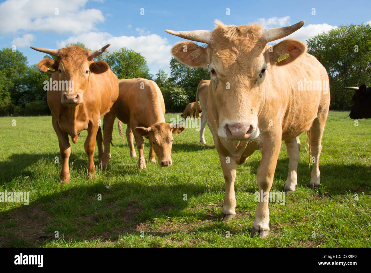 Crossbred beef cattle out at grass Stock Photo - Alamy