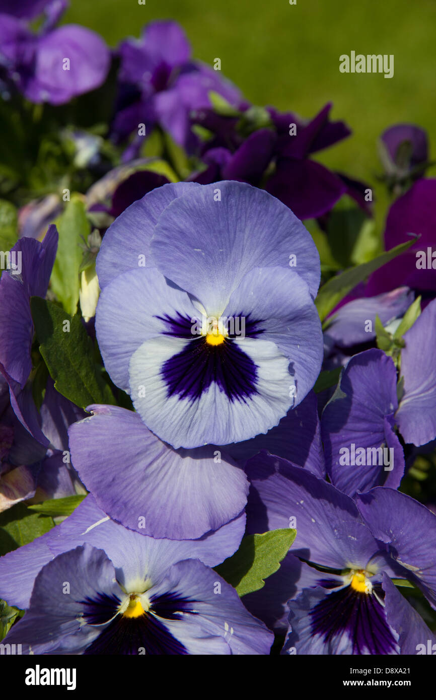Purple pansy flowers Stock Photo - Alamy