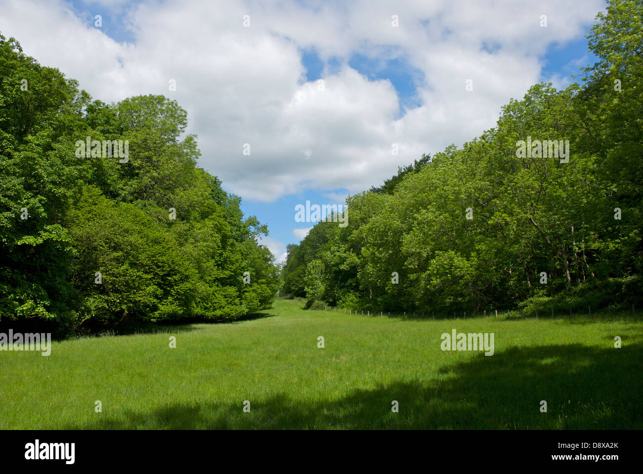 Wildflower meadow at Brown Robin, a Cumbria Wildlife Trust nature ...