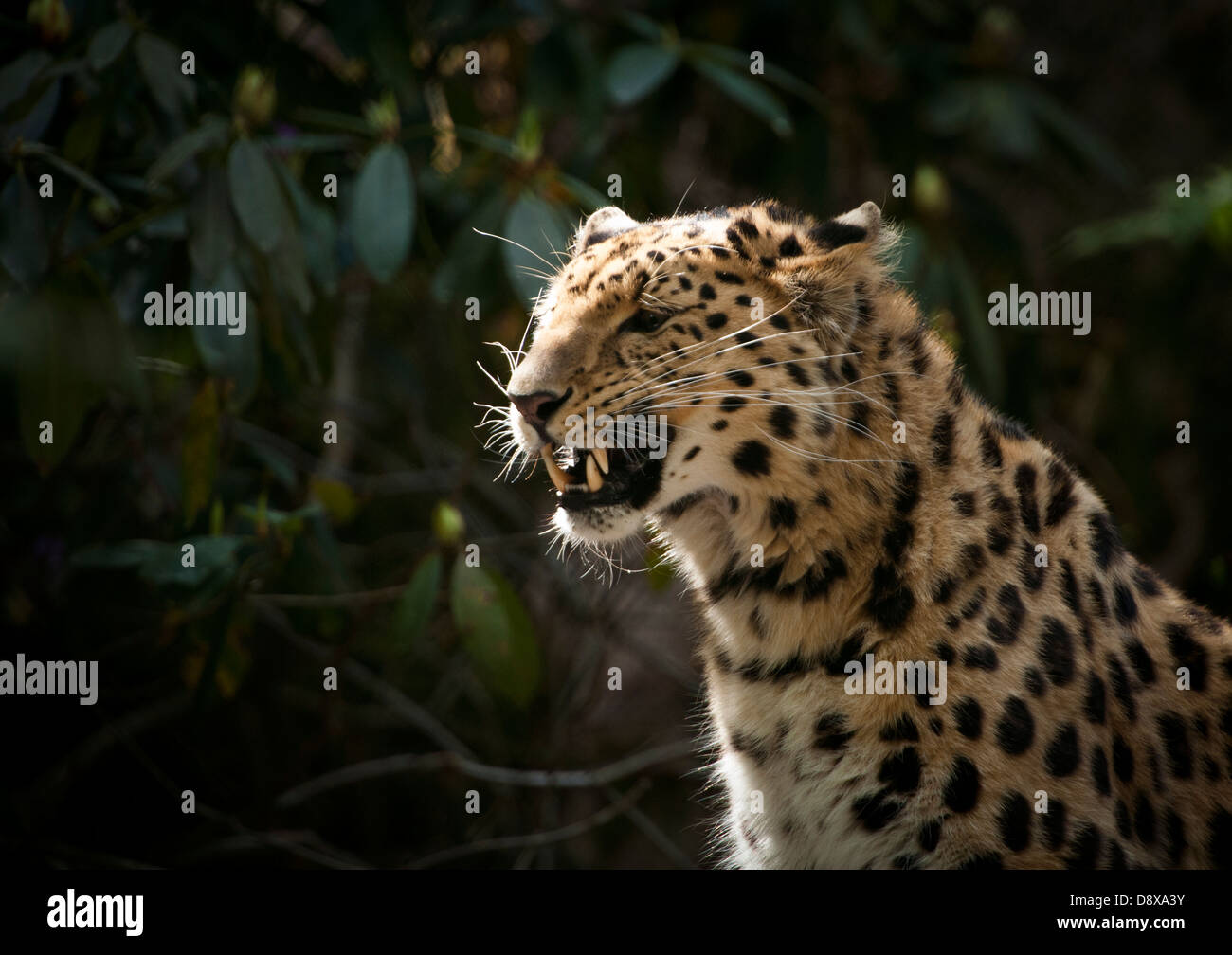 Male Amur leopard (profile Stock Photo - Alamy