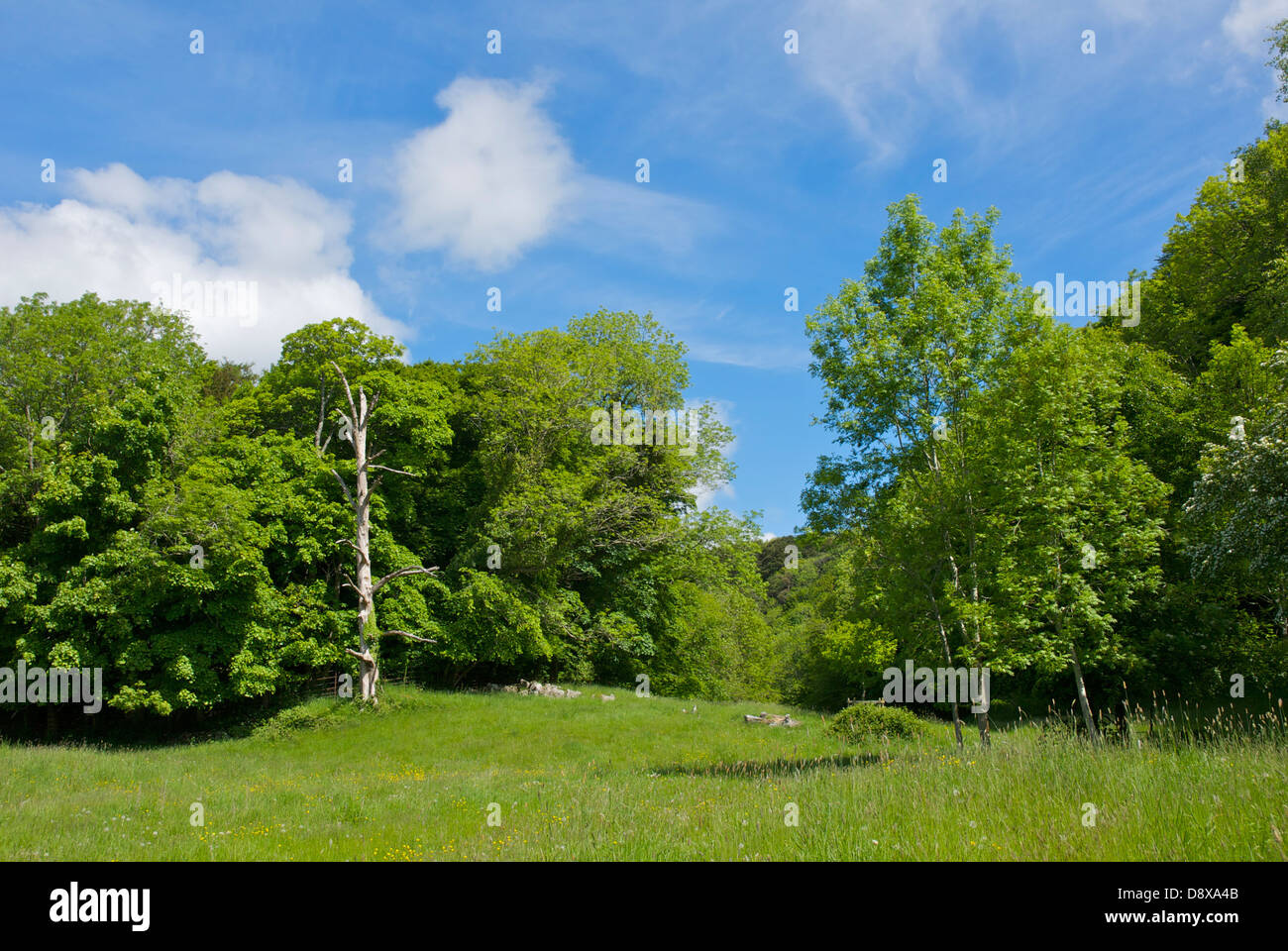 Wildflower meadow at Brown Robin, a Cumbria Wildlife Trust nature ...