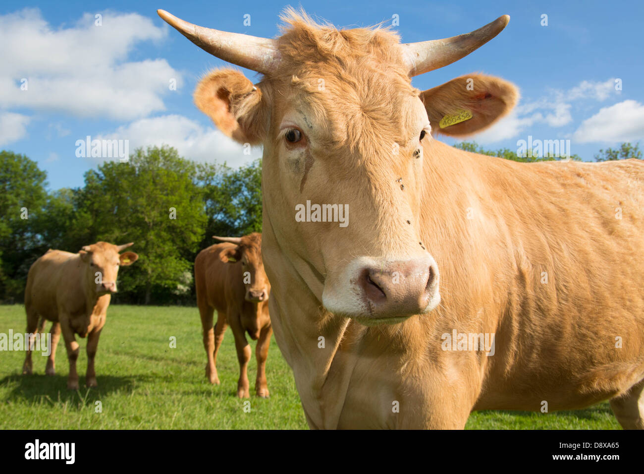 Crossbred beef cattle out at grass Stock Photo - Alamy