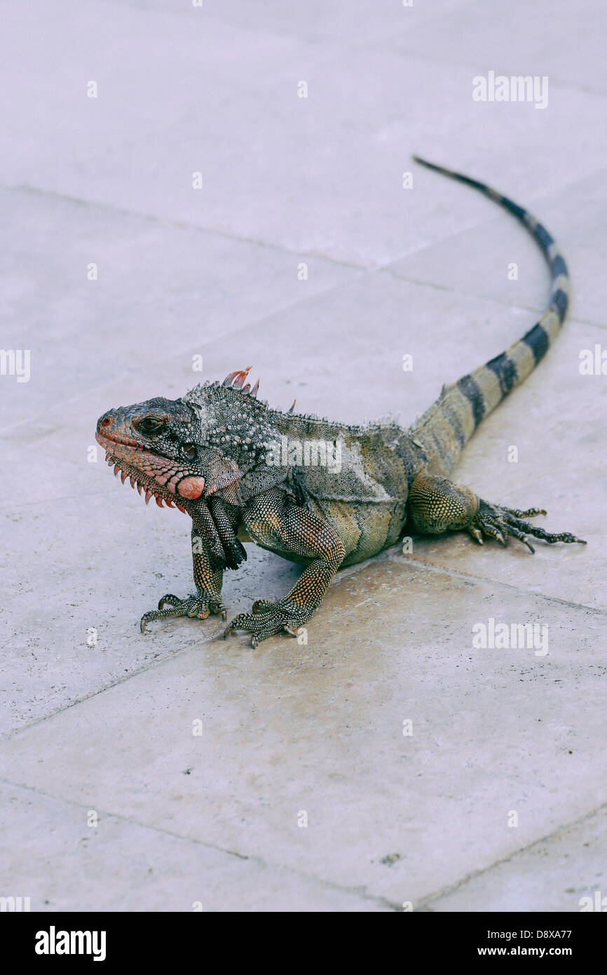 Iguana tail hi-res stock photography and images - Alamy