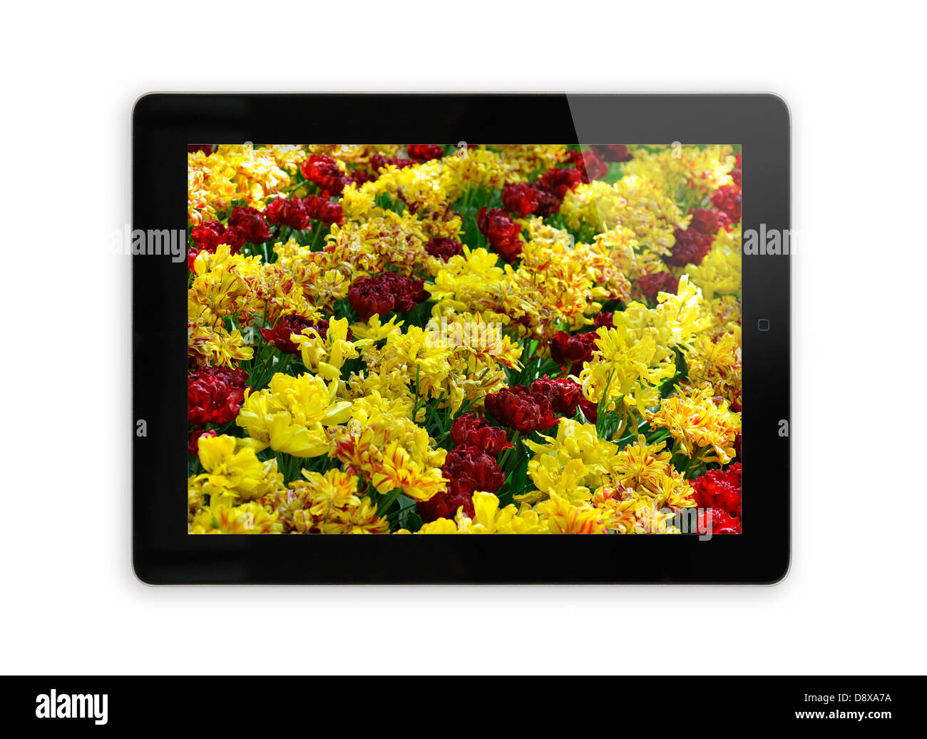 iPad screen showing photo Stock Photo - Alamy