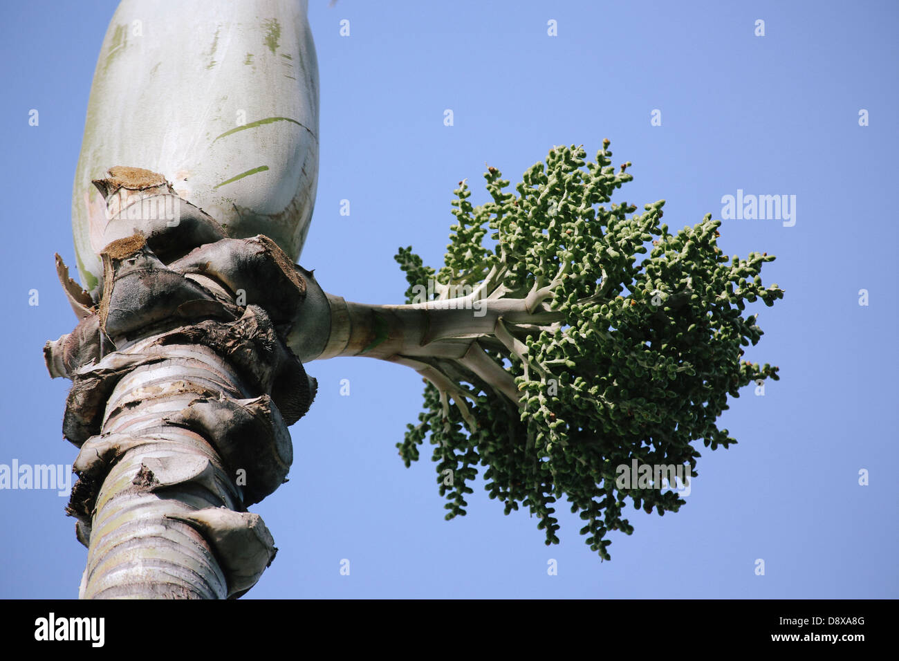 Palm Tree Close Up Stock Photo - Alamy